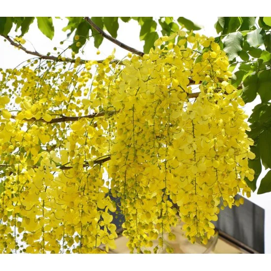 Buy Golden Shower Cassia Fistula Seeds - Add Exotic Beauty to Your Garden
